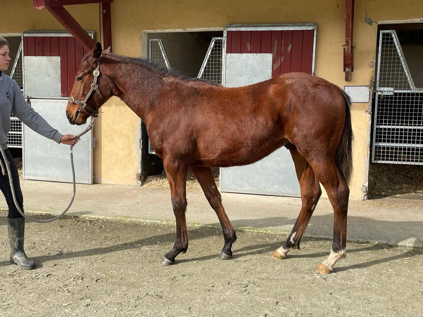 Investir dans l'élevage de chevaux de course - Pur-Sang Patrimoine